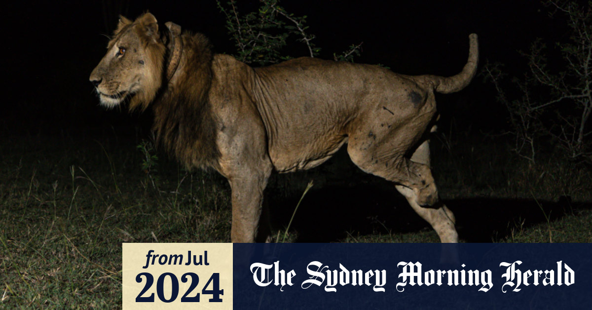 Lion breaks record for longest ever swim, Australian researcher says