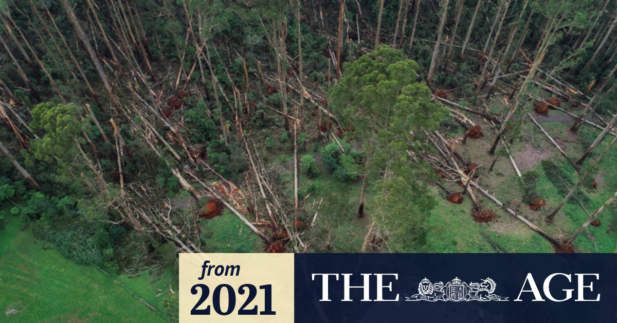 ‘Like hell on earth’: The night the trees fell from the sky