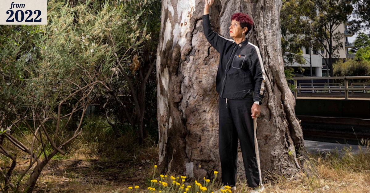 Federal Court hearing on Country: Centuries-old St Kilda red gum at the ...