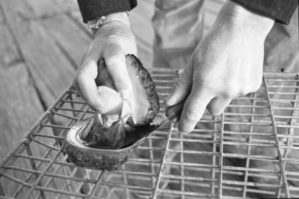 From the Archives, 1977: Victoria’s ‘abalone war’ with NSW poachers