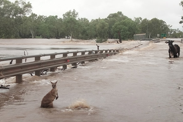 WA floods: Livestock losses in Kimberley region in ‘tens of thousands’