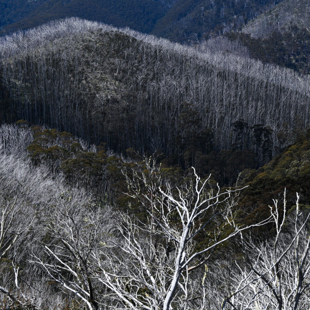 The trees disappearing from Australia’s forests