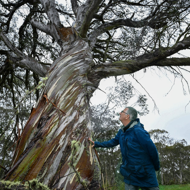 The trees disappearing from Australia’s forests