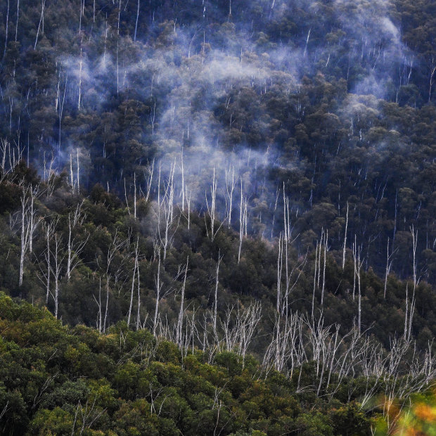 The trees disappearing from Australia’s forests