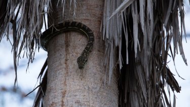 It was the kiss of death for possum who fell prey to python's pout