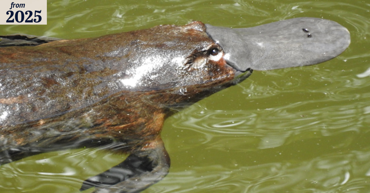 Cod hotels and 200,000 trees: The $30m plan to clean up our waterways