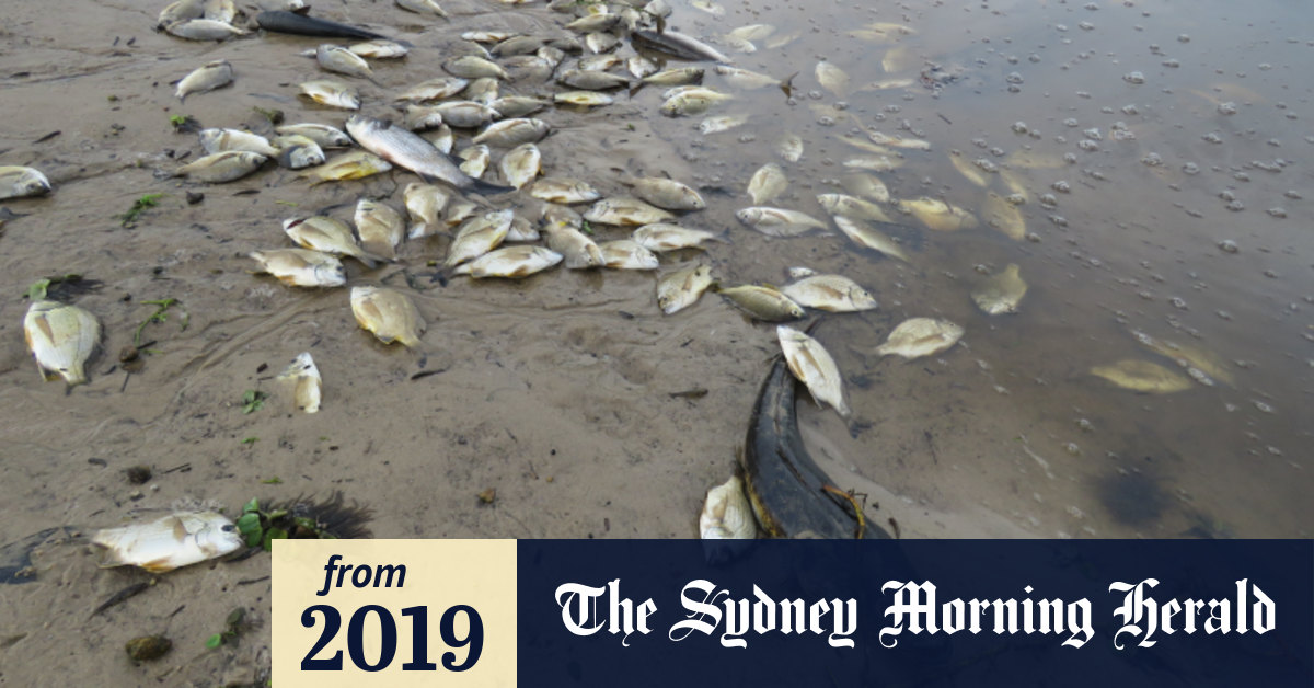Byron Bay region hit by mass fish kill
