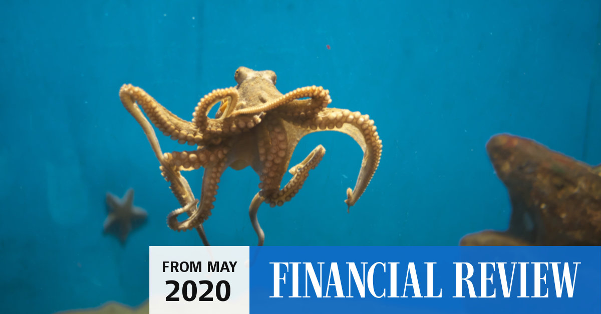 How Origin's Octopus deal stacks up