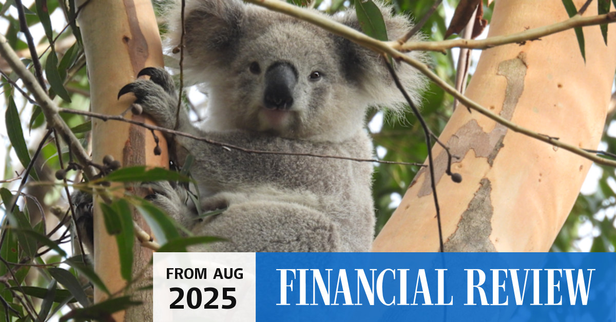 Koala Airlines first flight set for 2026, CEO says