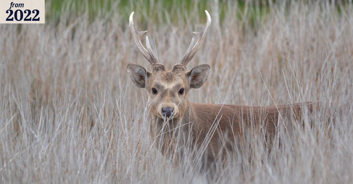 Coroner calls for register after pet deer kills Victorian man