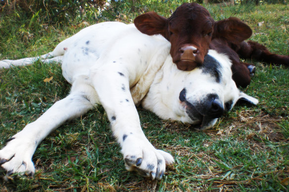Dingo attack: The gruesome scene of dead sheep that confronted farmer ...