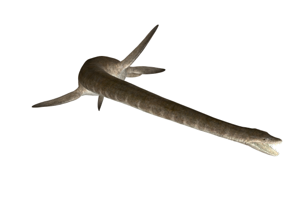 Plesiosaur Head