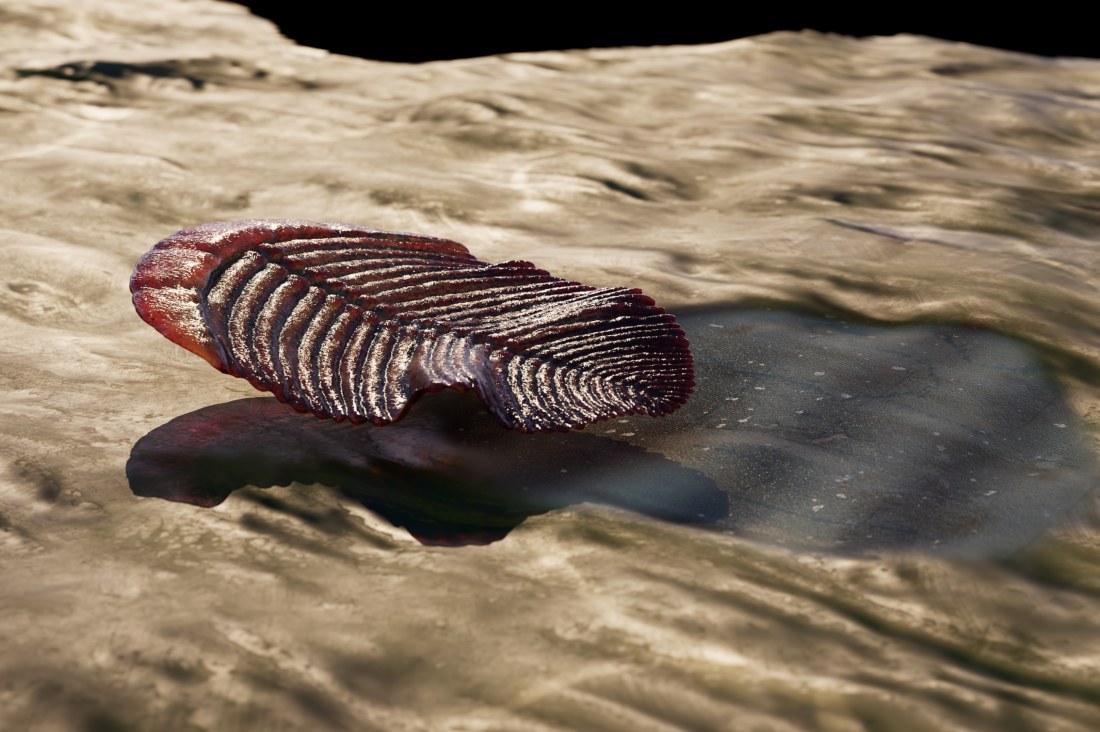 Up close and personal with the very first life that moved on Earth