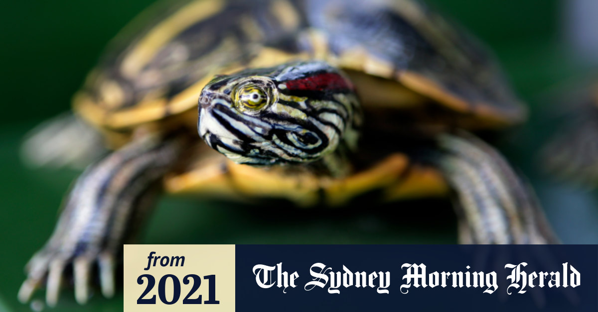 One of the ‘world’s worst’ invasive species is threatening our turtle ...