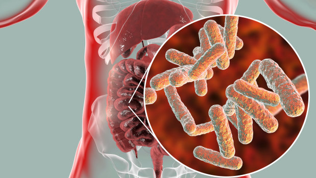 Gut feeling leads biologists to catalogue the bugs in our bellies