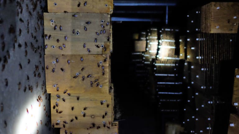 My day in a Chinese cockroach factory