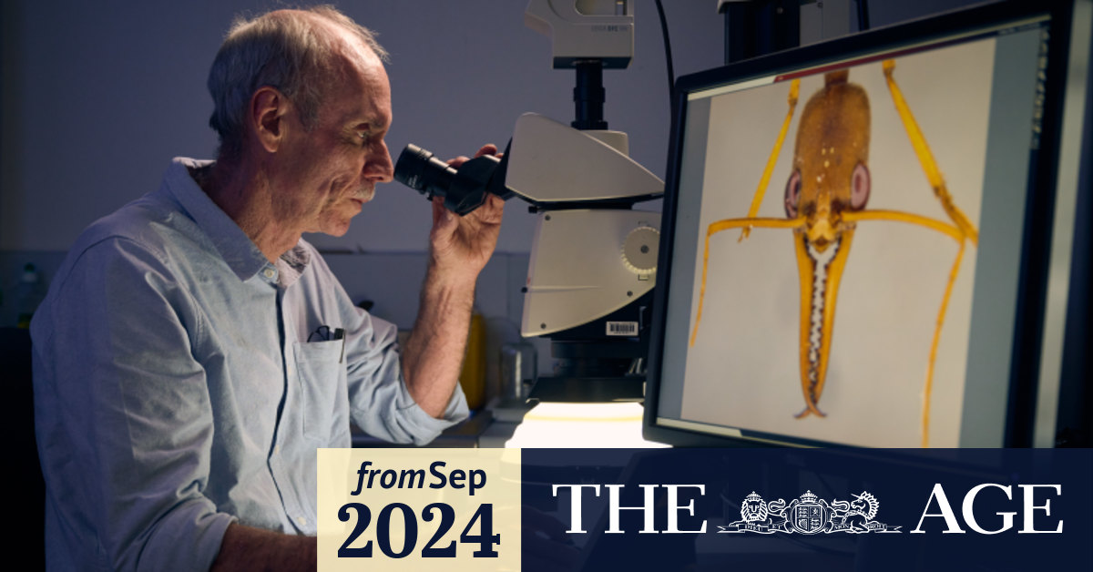 Antopia: The tiny, misunderstood world of ants comes to the Melbourne ...