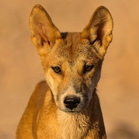 Mother fights off dingo that attacked toddler as rangers search for animal