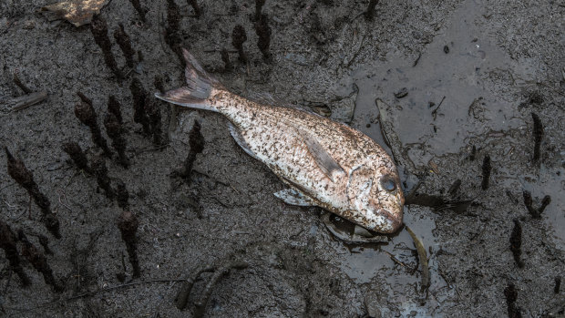 Scores of dead fish, eels wash up after Melbourne factory fire