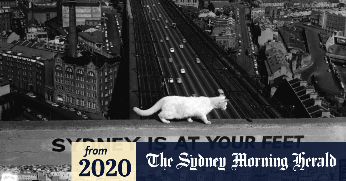 Nine lives couldn't save them: the cats of the Harbour Bridge