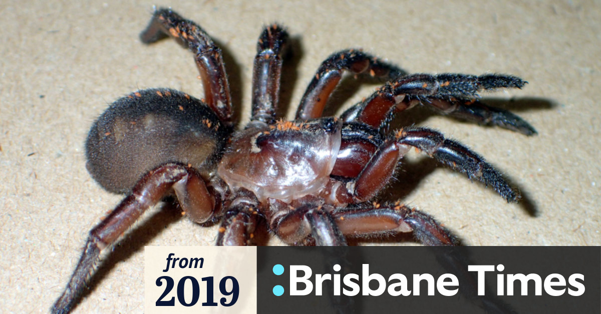 Four new Queensland spider species discovered hiding in elaborate burrows