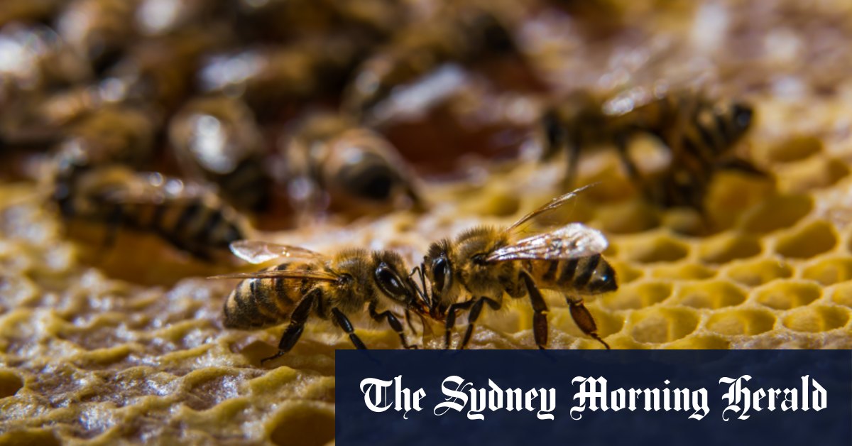Varroa mite and the potential danger it poses to Kangaroo Island’s ...