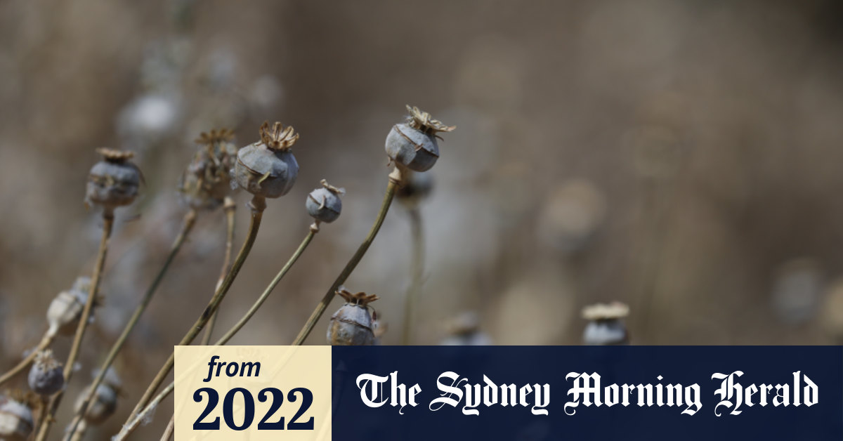 Rename Mexico’s Golden Triangle for ‘good, hard-working people’: president