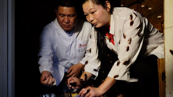 My day in a Chinese cockroach factory