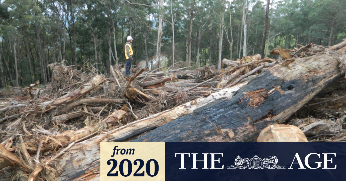 While Victoria's forests burnt, logging continued