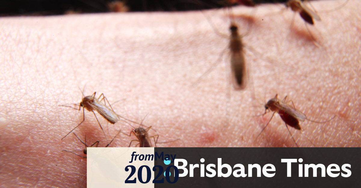 Heavy rainfall triggers spike in Ross River Fever cases in north Brisbane