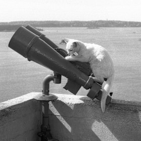 Nine lives couldn't save them: the cats of the Harbour Bridge