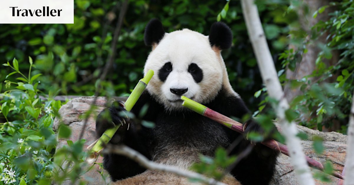 Travel quiz: Which zoo hosts Australia’s only giant pandas?