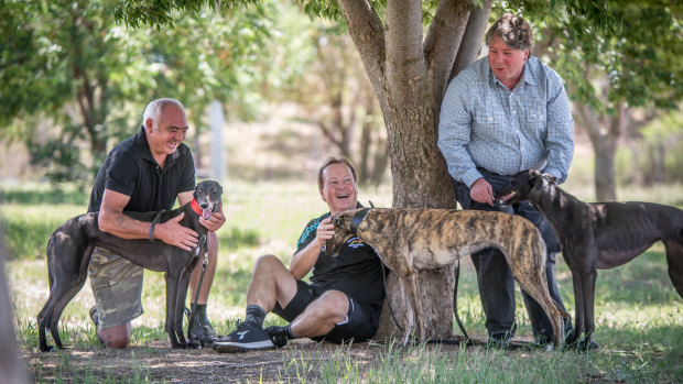 Canberra Greyhounds still winning despite ACT government ban