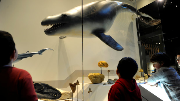 From the Archives, 2006: Melbourne Museum unveils prehistoric predator