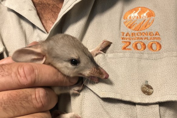 Bilby baby boom at Taronga Western Plains Zoo