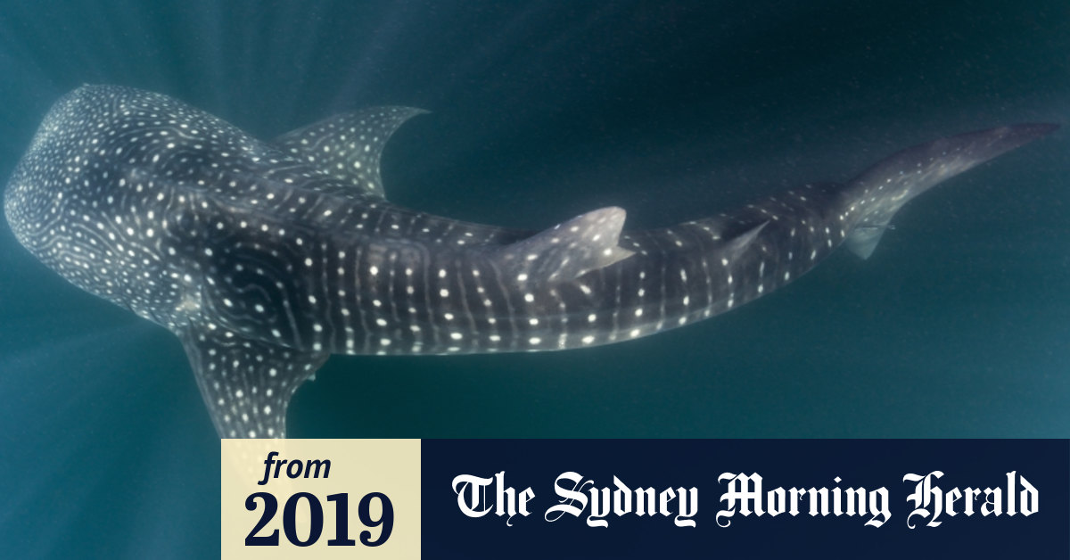 Shark! All hail the emperors of the deep