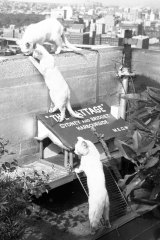 Nine lives couldn't save them: the cats of the Harbour Bridge