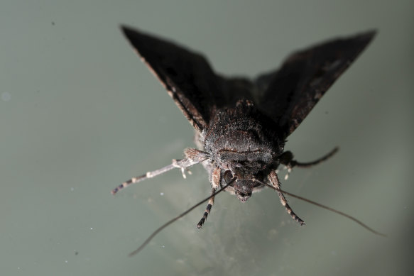 Story of Bogong moth feast brings Indigenous language into schools