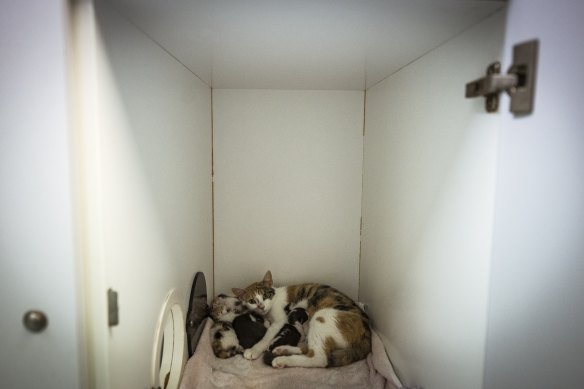 Melbourne animal shelters: On the front line of an out-of-control ...