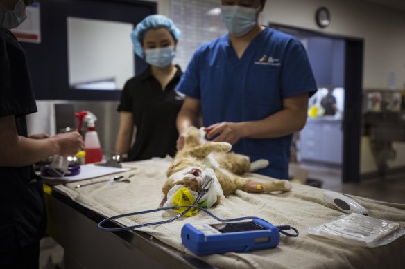 Melbourne animal shelters: On the front line of an out-of-control ...