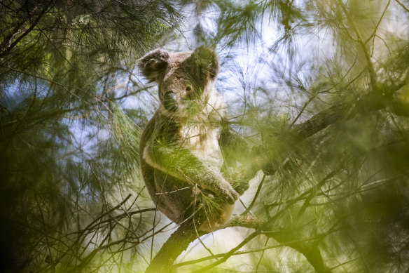Great Koala National Park: NSW government under increased pressure to ...