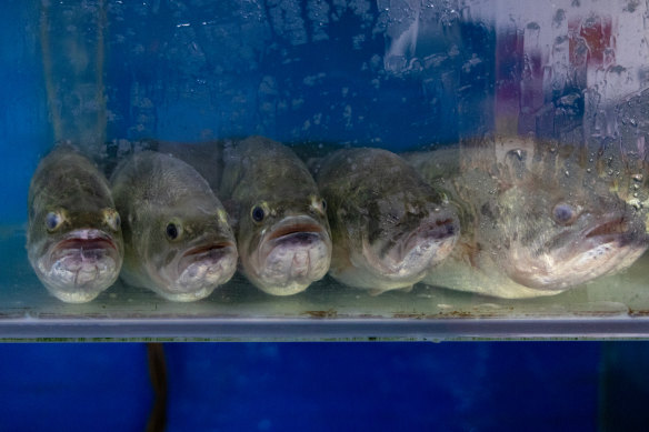 Radioactive wastewater: wild fish stocks could be replenished as the ...