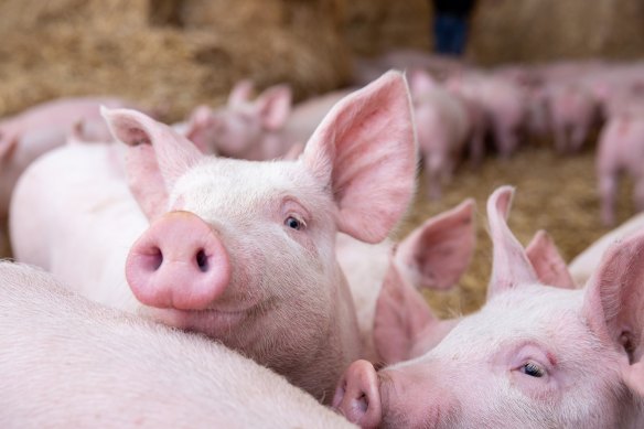 New JEV vaccine adds to arsenal to fight deadly mosquito-borne virus