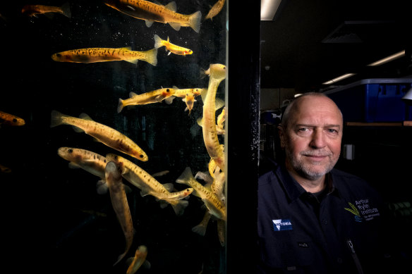 Aquatic 'intensive care' for at-risk species hit by bushfires