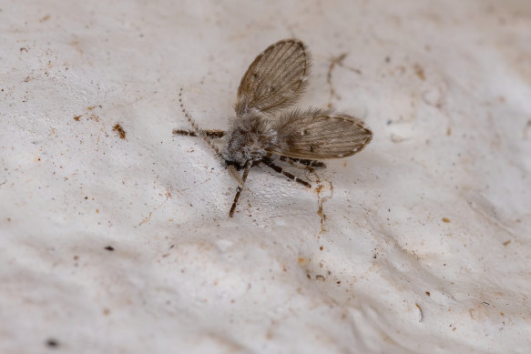 How Sydney s weather is creating an influx of drain flies
