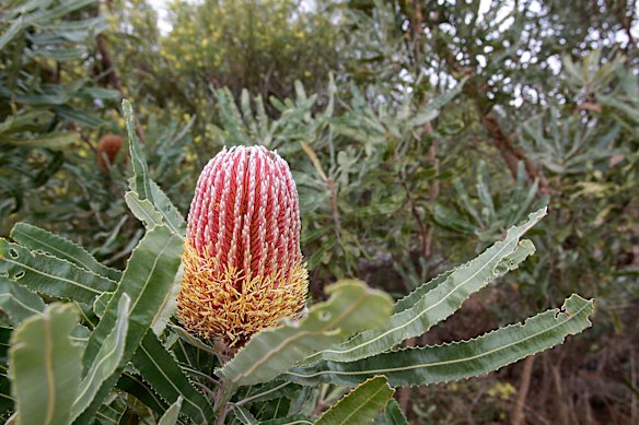Christmas tree alternatives: Native Australian plants to use as decorations