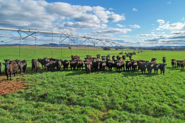 Borg brothers to take Warragundi aggregation out of South Korean hands