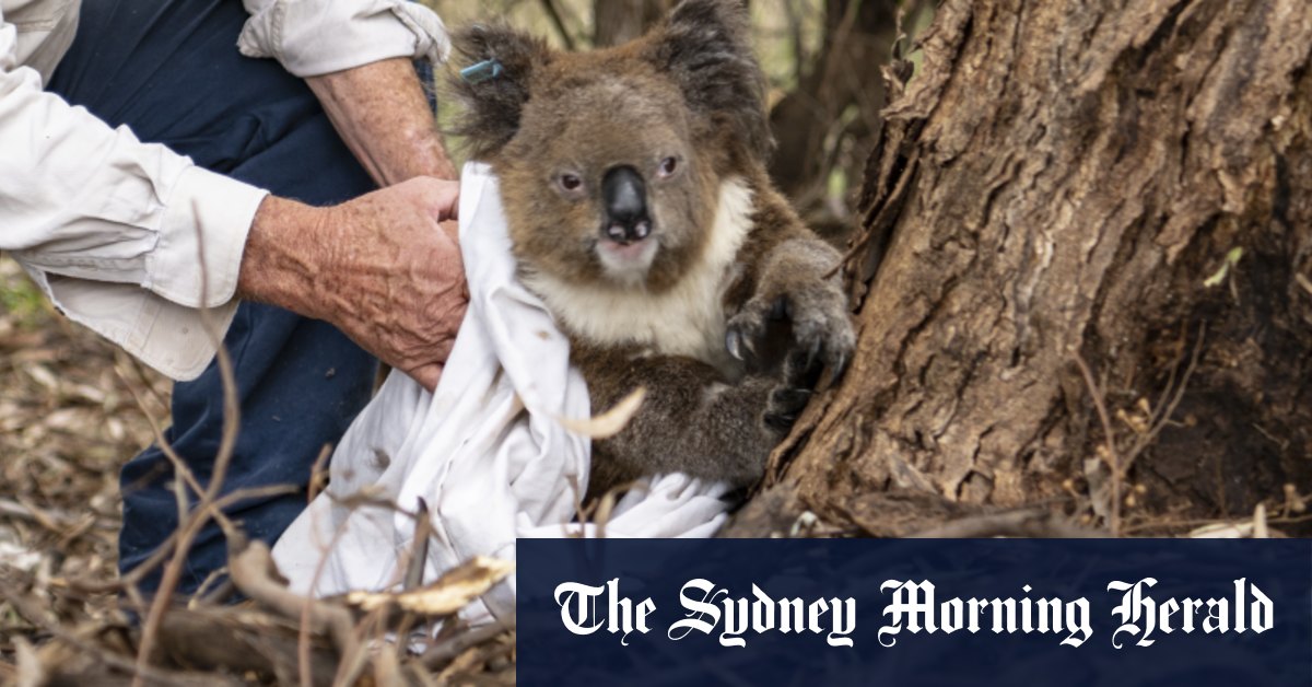 Koala extinction looms as chlamydia renders many of them infertile
