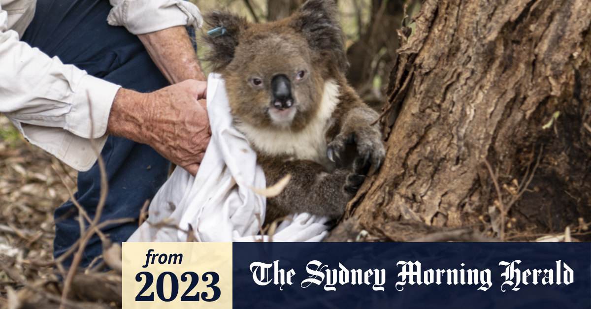 Koala extinction looms as chlamydia renders many of them infertile