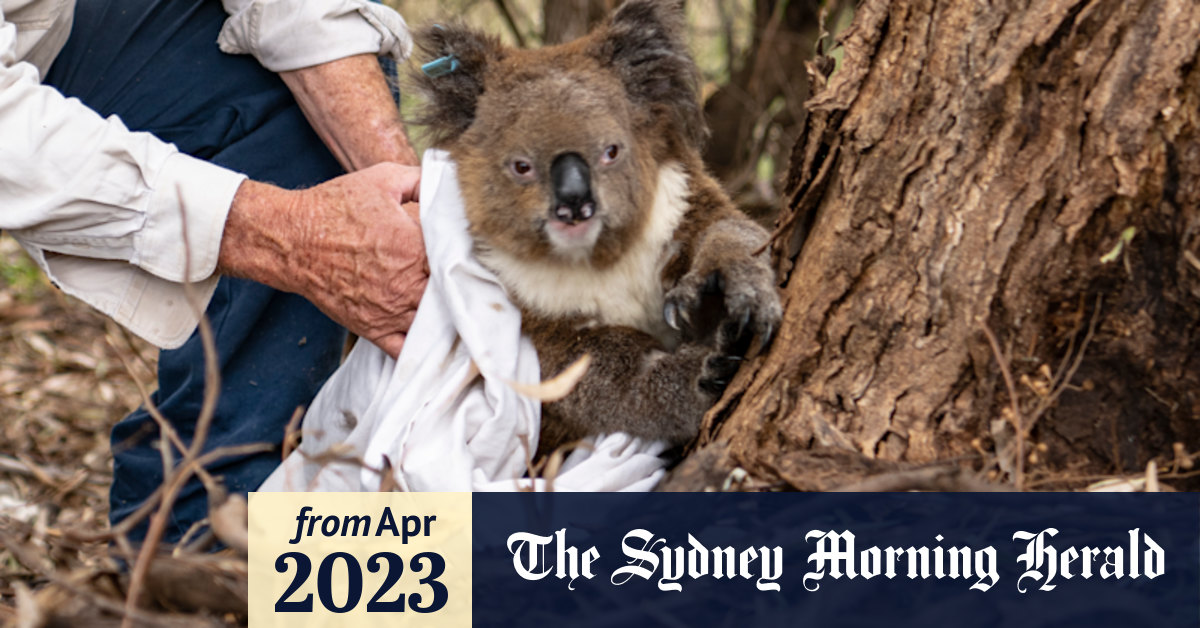 Koala extinction looms as chlamydia renders many of them infertile